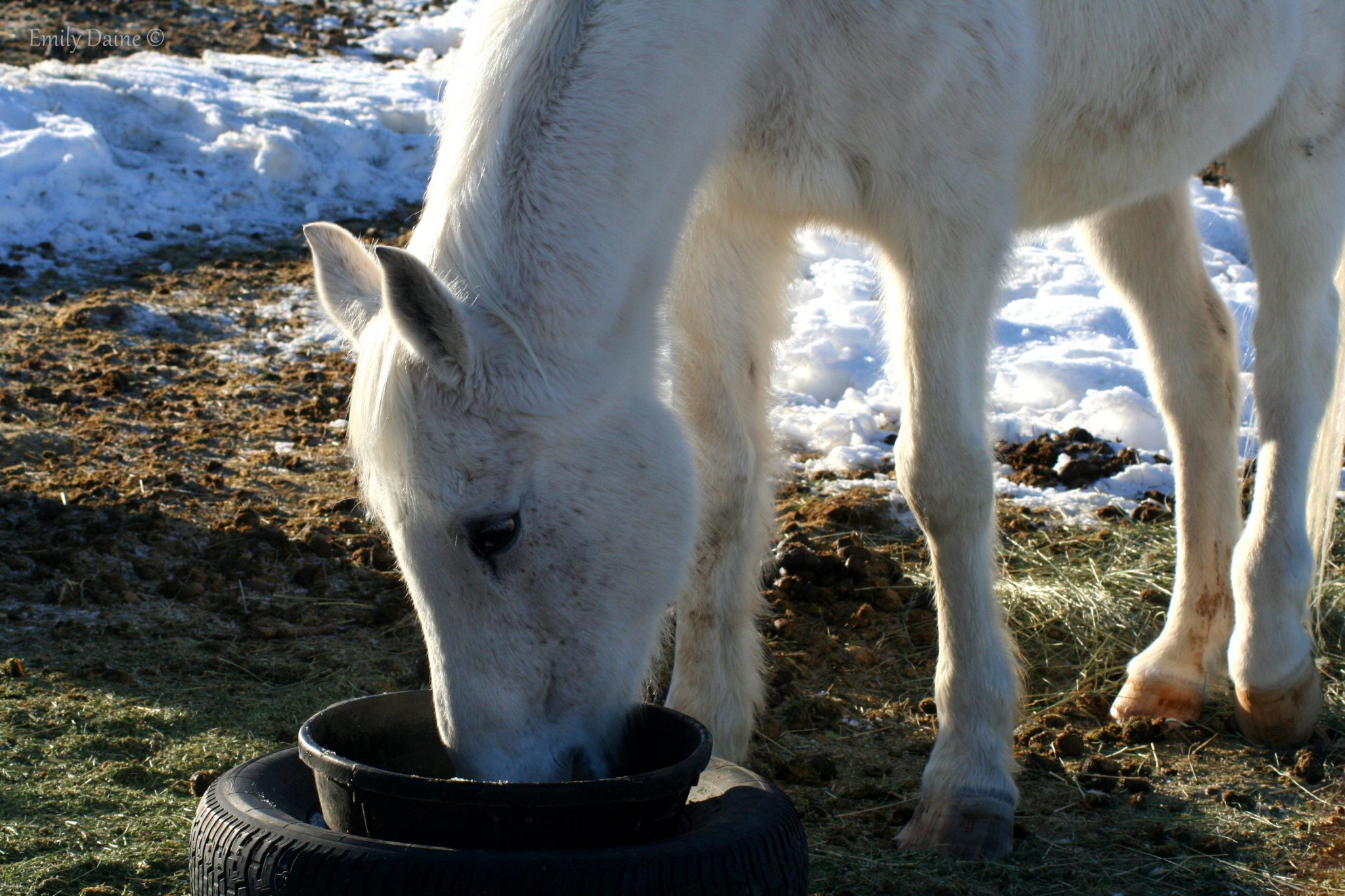Horse Joint and Hoof Care - Countryside